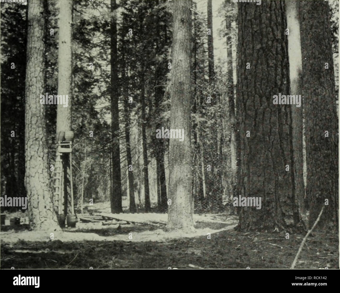 Treated wood poles hi-res stock photography and images - Alamy