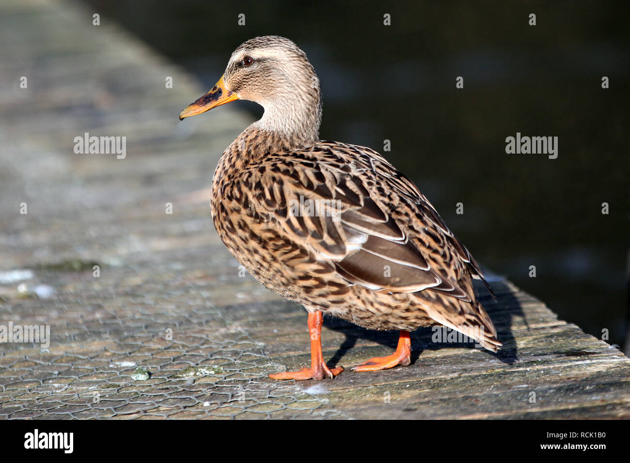 Female Mallard Duck Stock Photo - Alamy