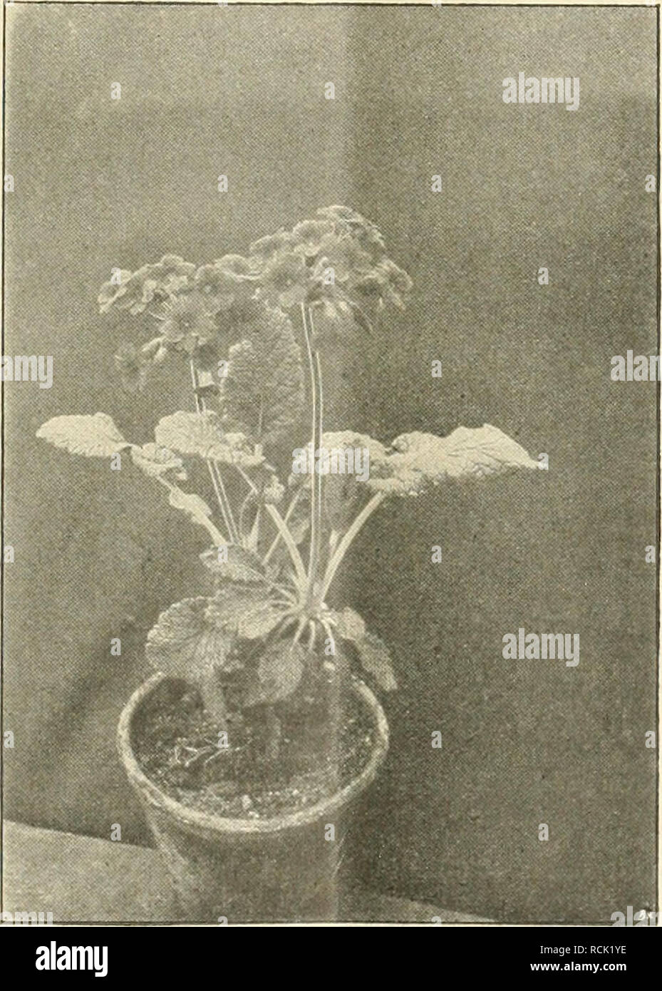 . Die Gartenwelt. Gardening. zerkaut, oder der dessen Pfeifenkopf ...