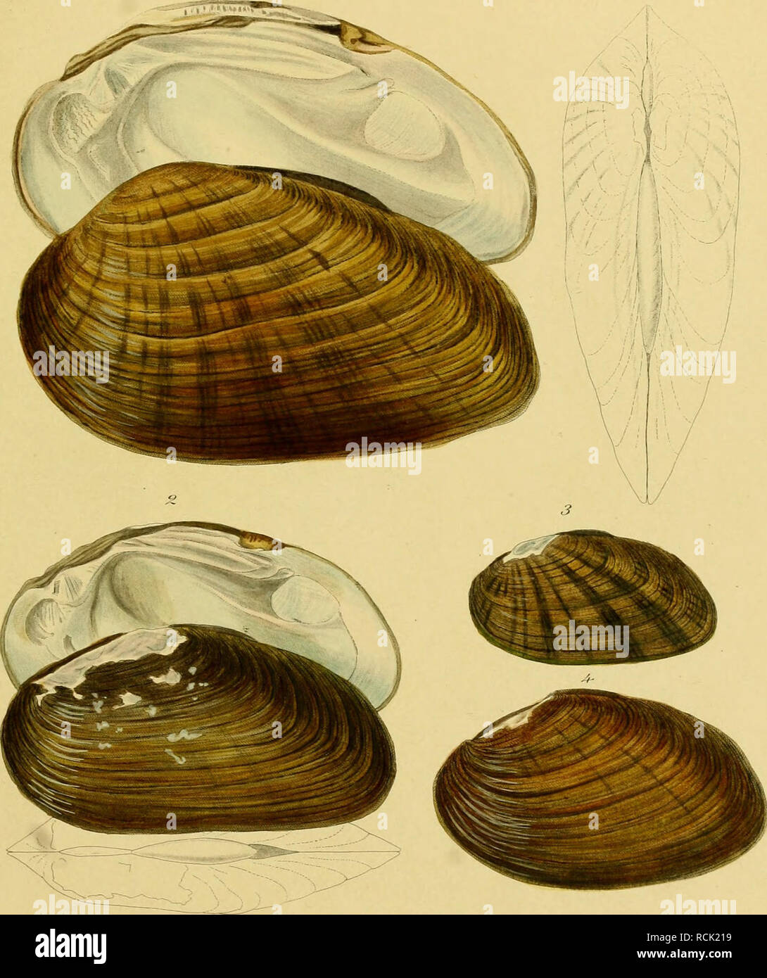 . Die Flussperlmuscheln (Unio et Hyria.) in Abbildungen nach der Natur ...