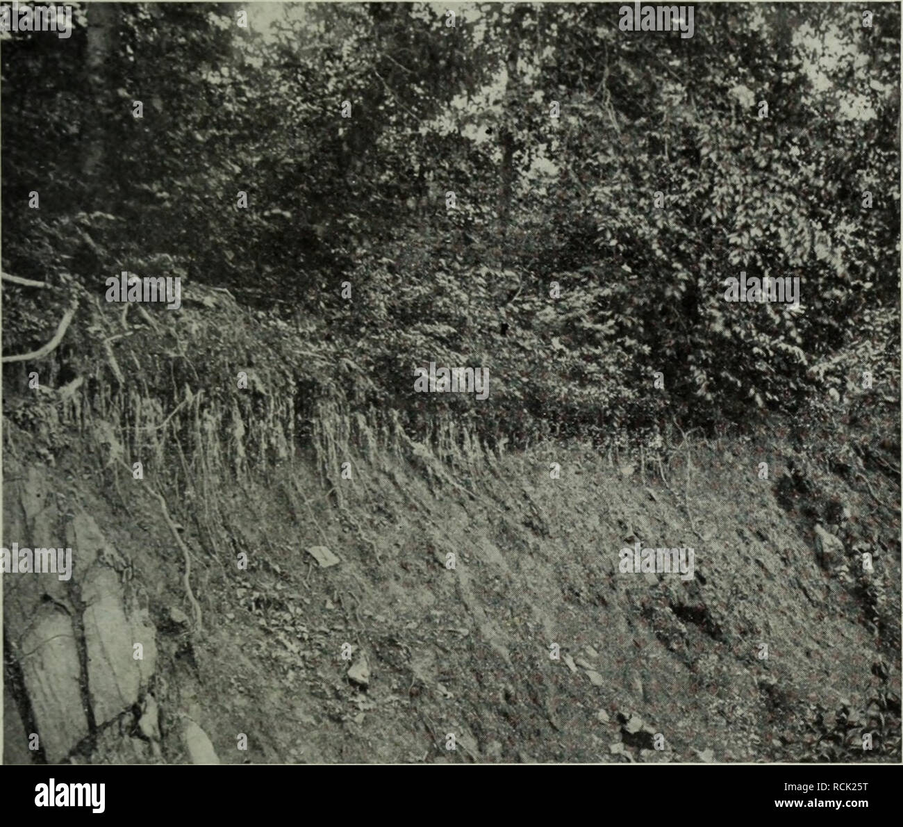 Superficial tree roots hi-res stock photography and images - Alamy