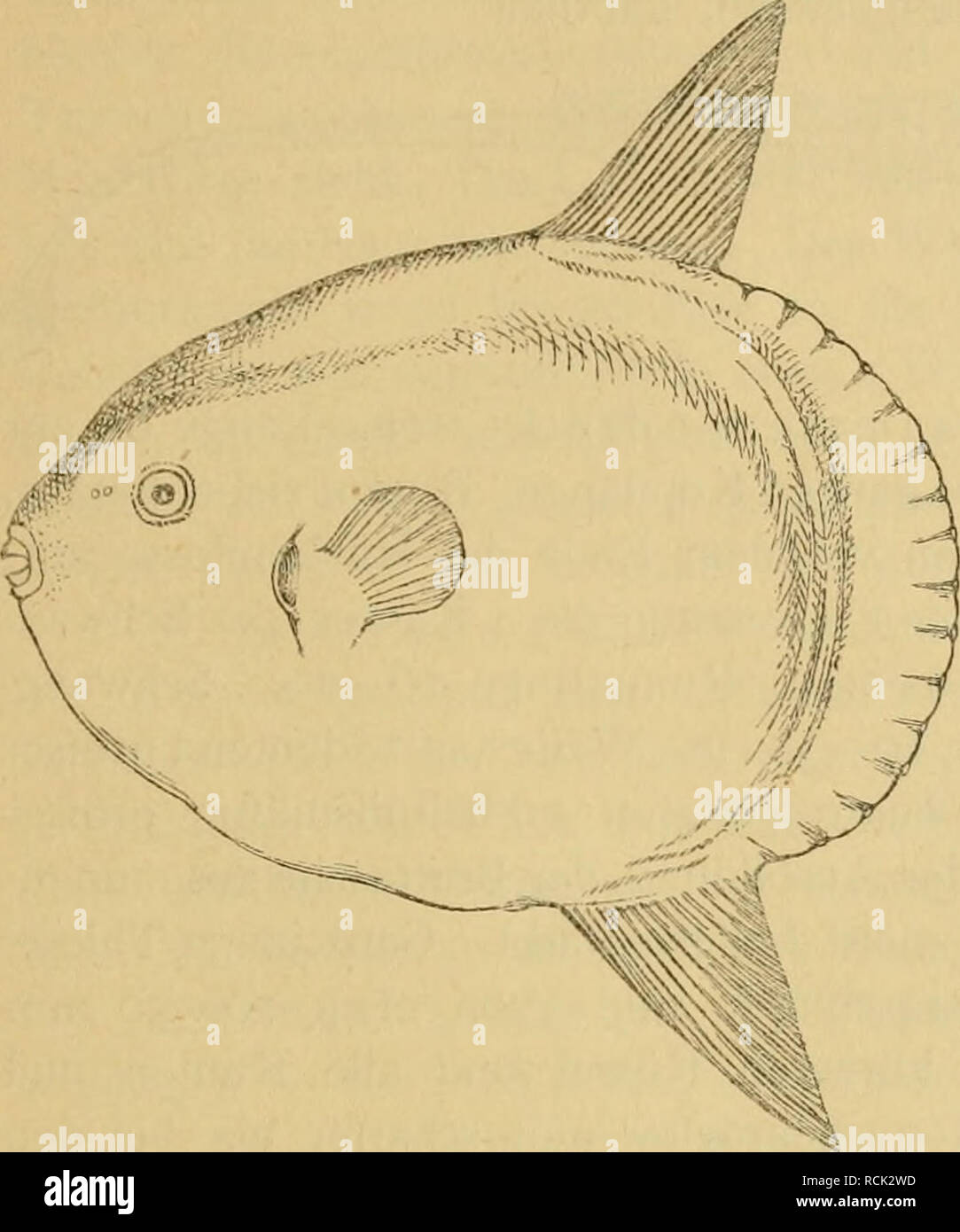 Auge der fische hi-res stock photography and images - Alamy