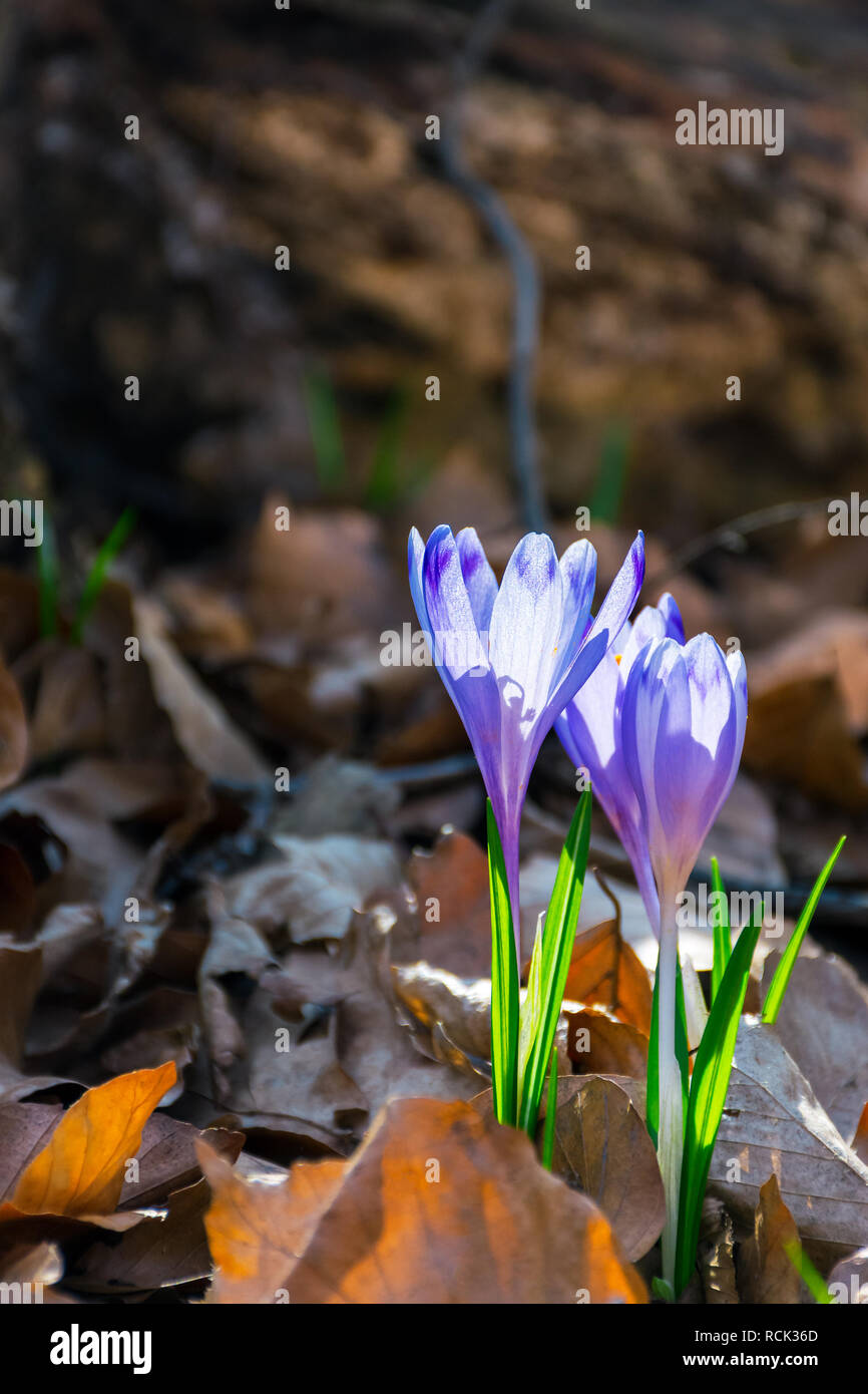 purple saffron flowers in fallen foliage. beautiful spring nature ...
