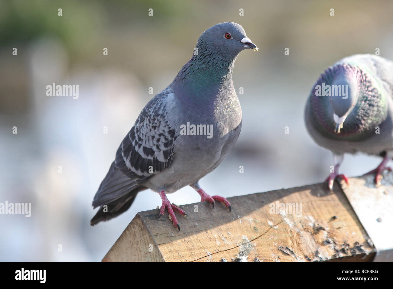 A Pigeon sitting on a fence Stock Photo - Alamy