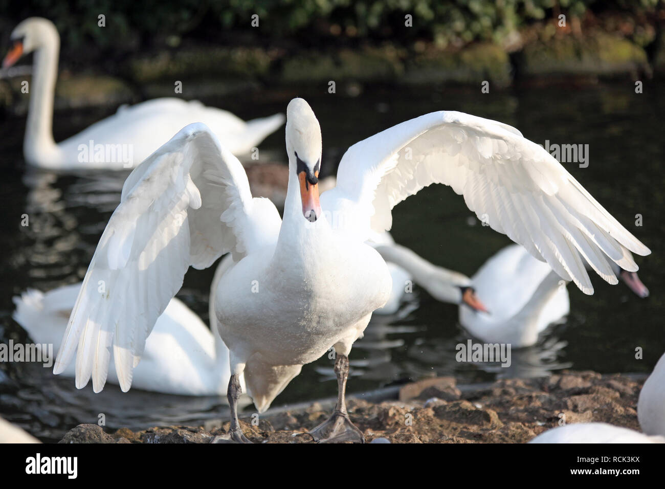 Swan flapping its wings hi-res stock photography and images - Alamy