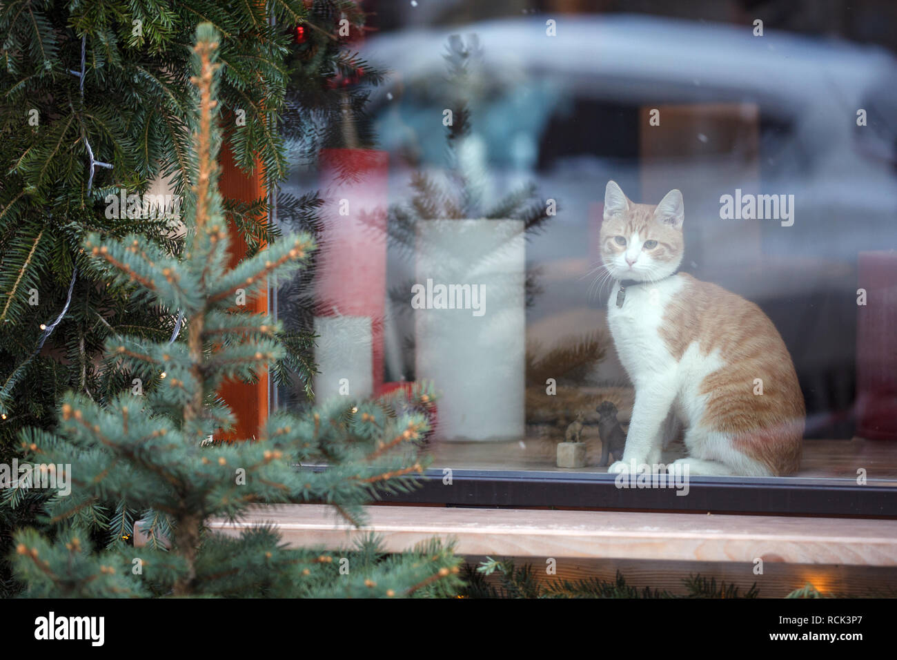 Domestic cat sitting in shop window. Small business ideas, attracting ...