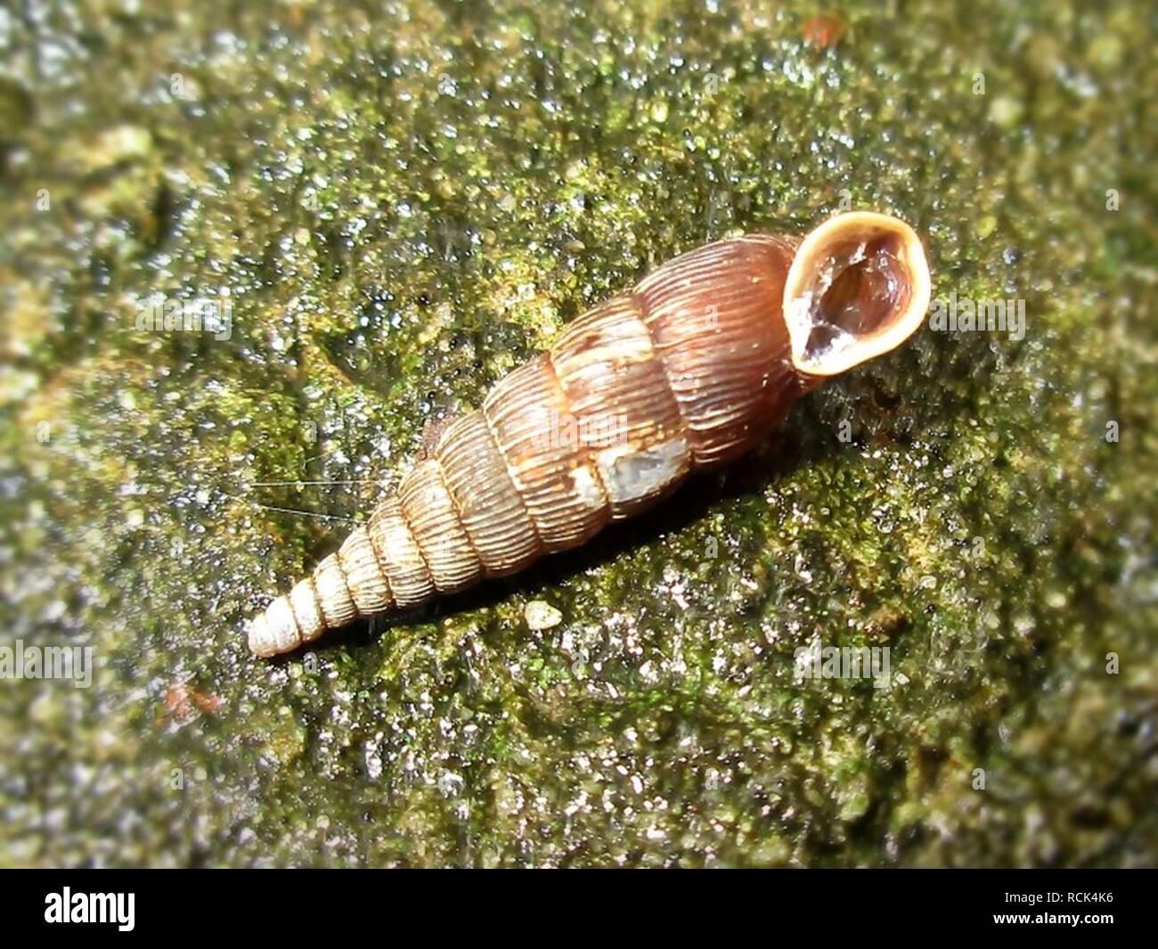 Pulmonata hi-res stock photography and images - Alamy