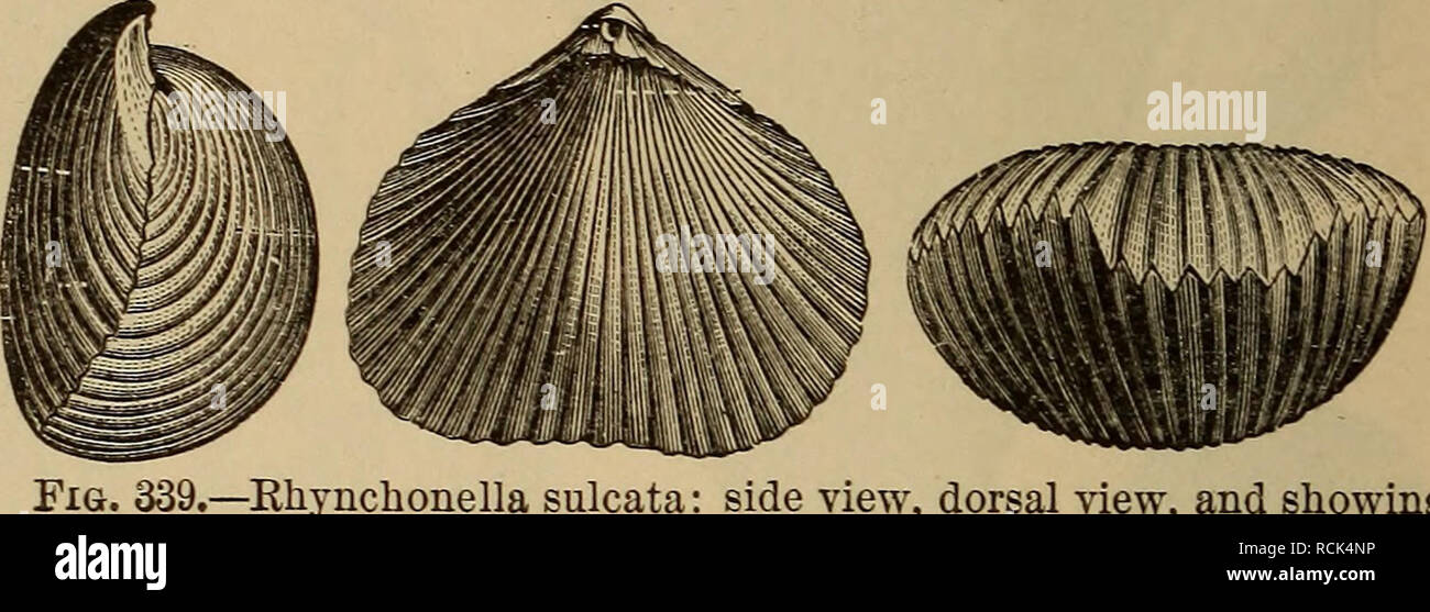 Opod hi-res stock photography and images - Alamy