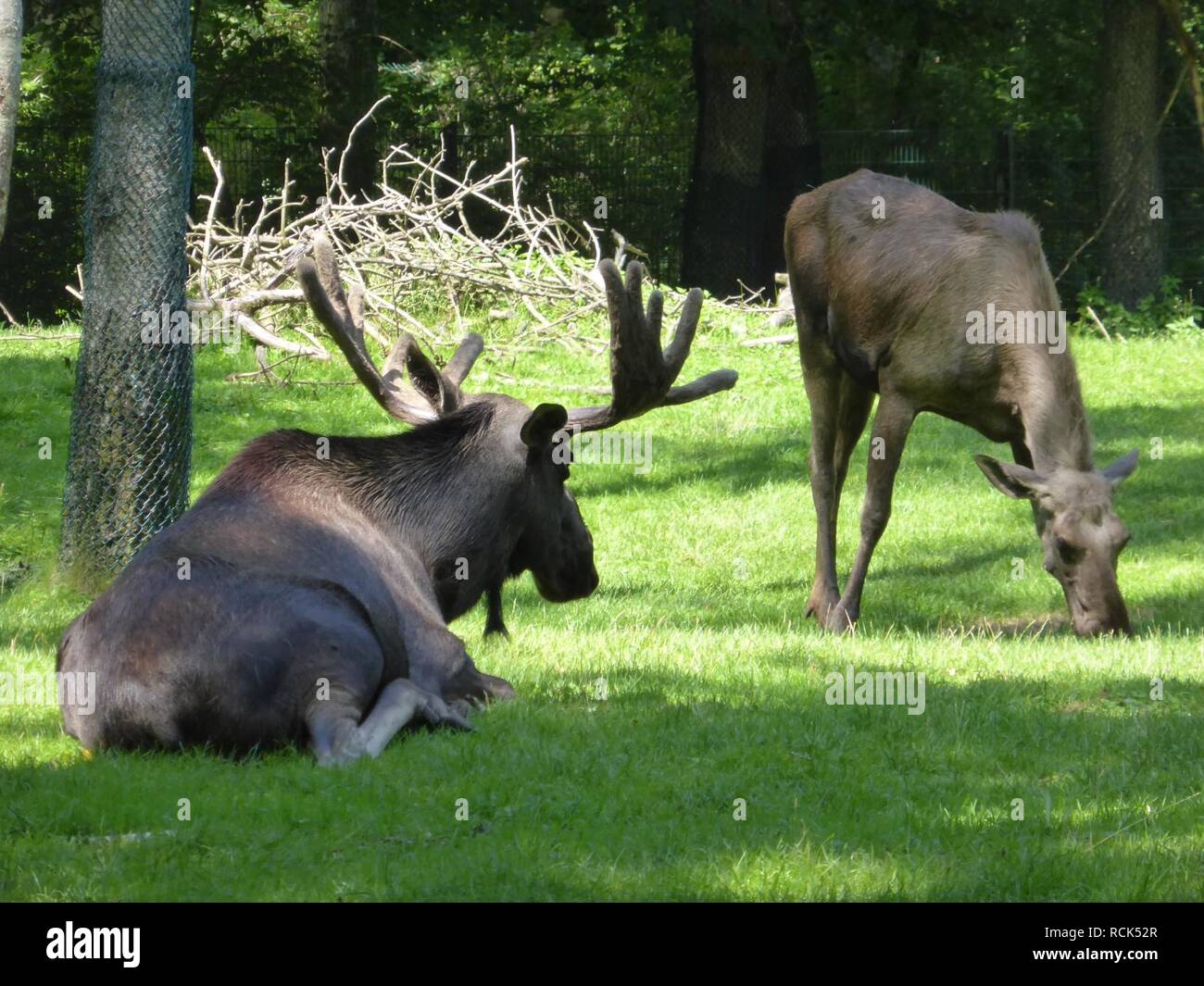 Alkes hi-res stock photography and images - Alamy