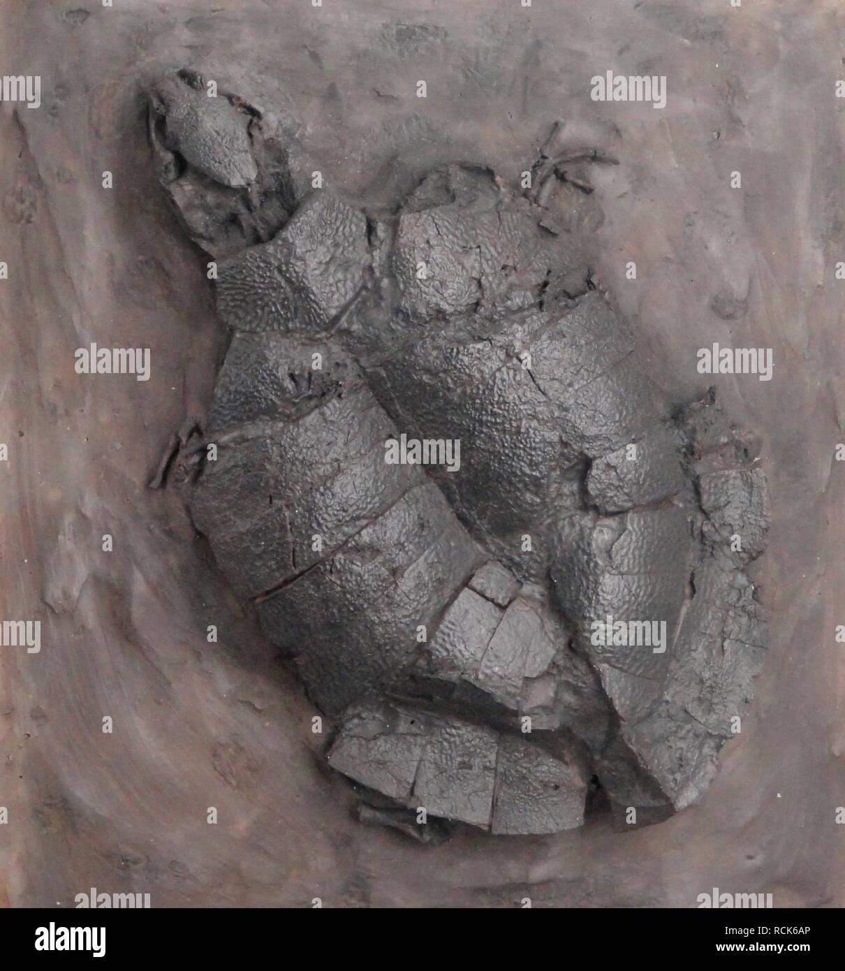 Allaeochelys crassesculptata - Naturmuseum Freiburg Stock Photo - Alamy