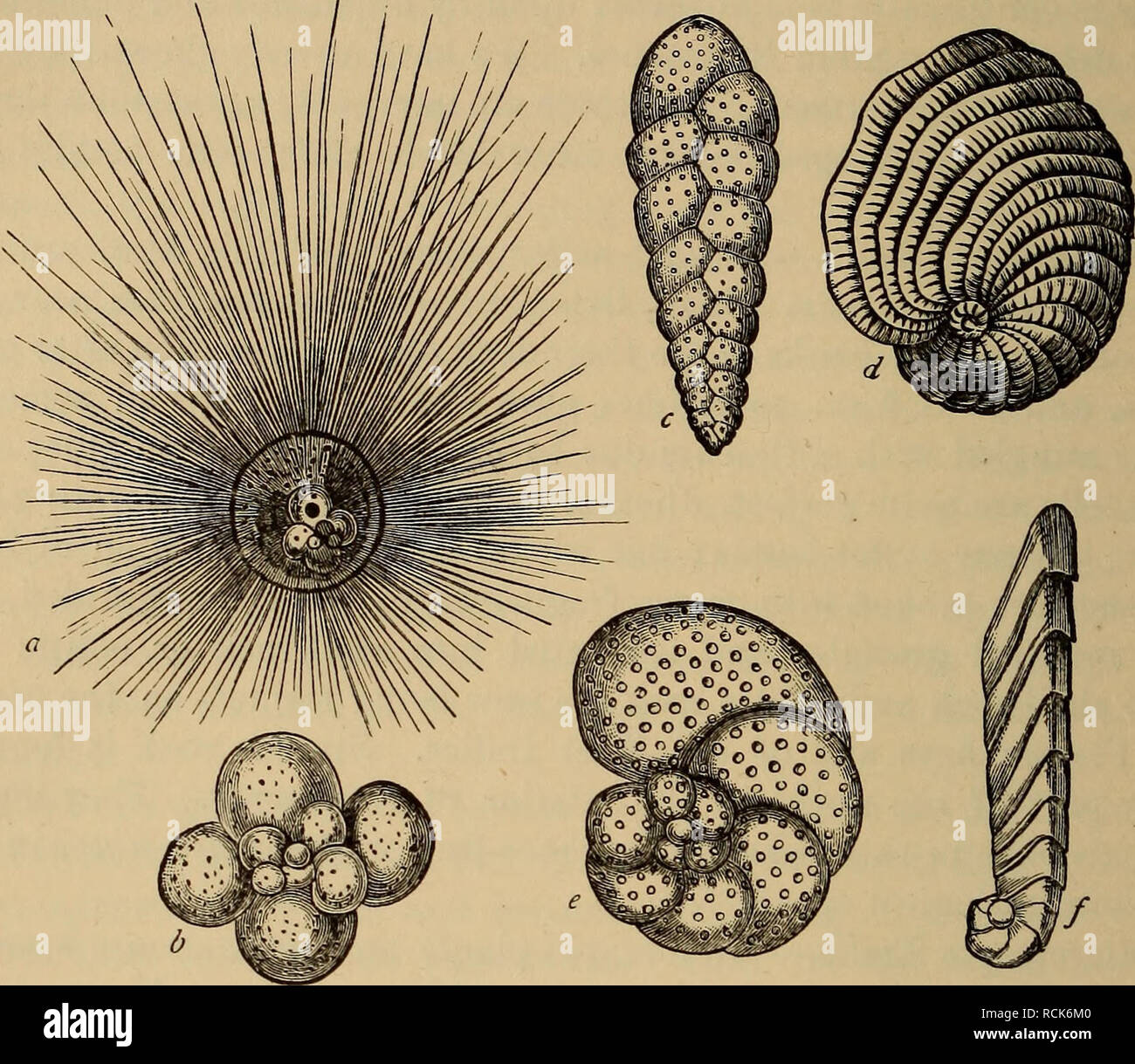 Bulloides foraminifera hi-res stock photography and images - Alamy