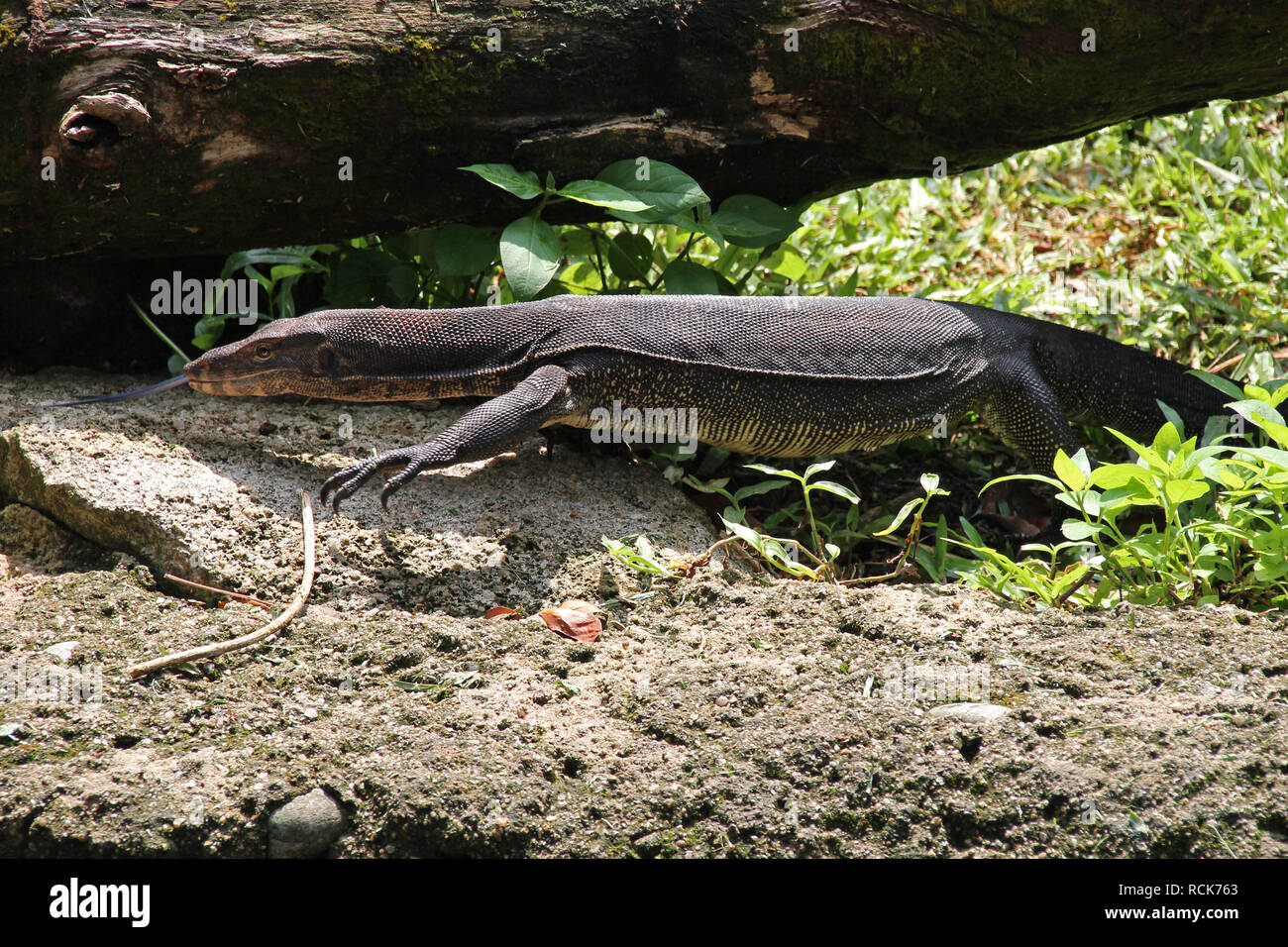 A goanna in a zoo in Singapore Stock Photo - Alamy