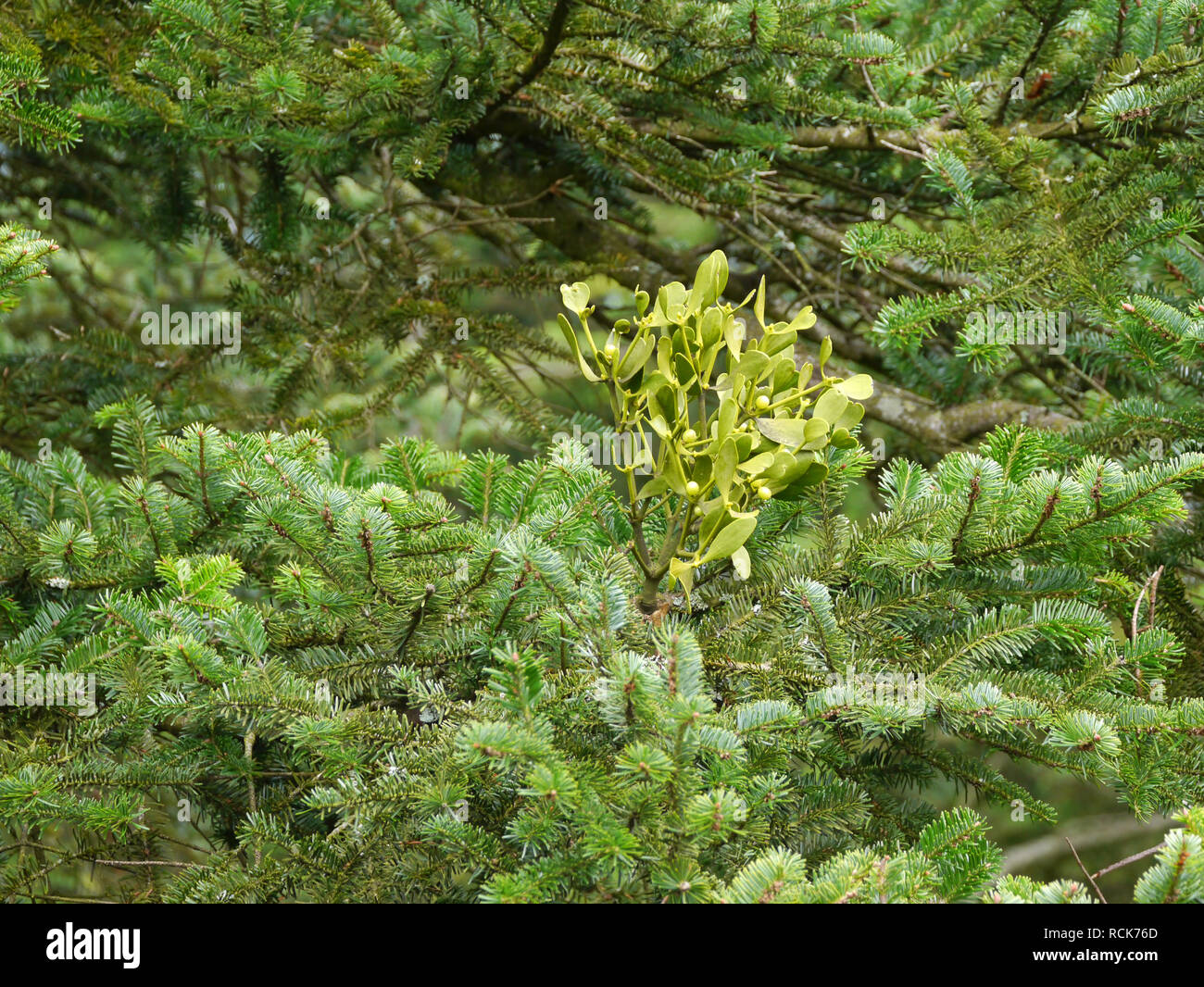 Mistletoe plant berries leaf hi-res stock photography and images - Alamy