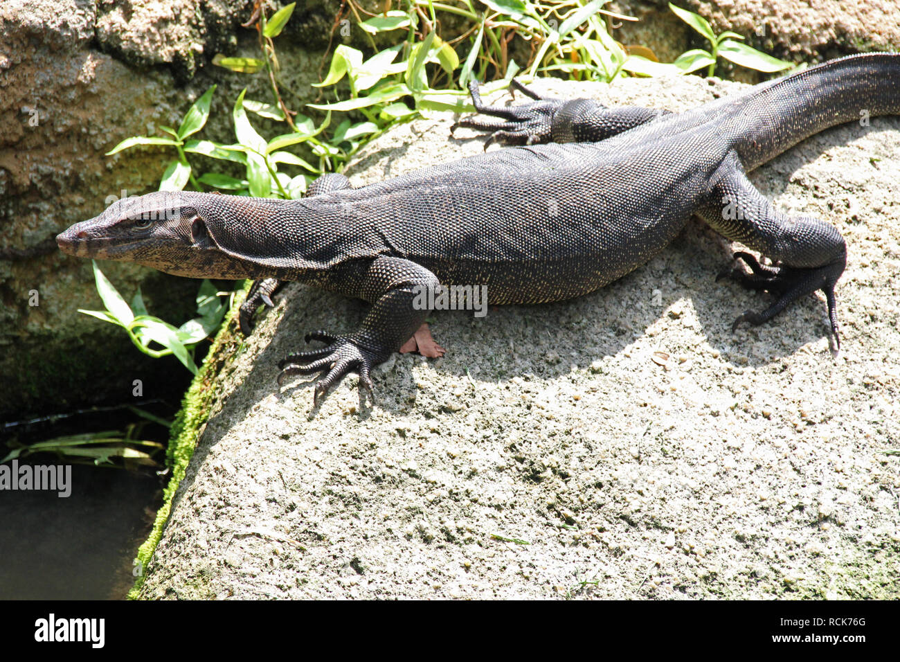 A goanna in a zoo in Singapore Stock Photo - Alamy