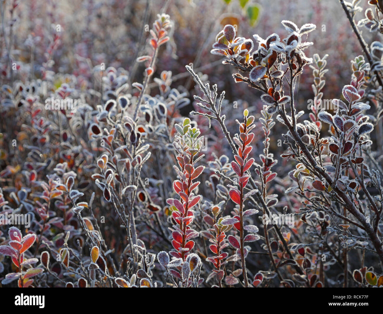 Bog Bilberries High Resolution Stock Photography and Images - Alamy
