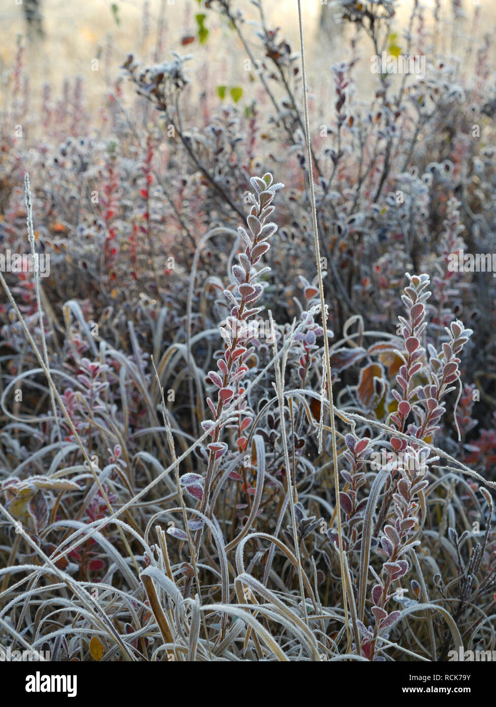 Bog Bilberries High Resolution Stock Photography and Images - Alamy
