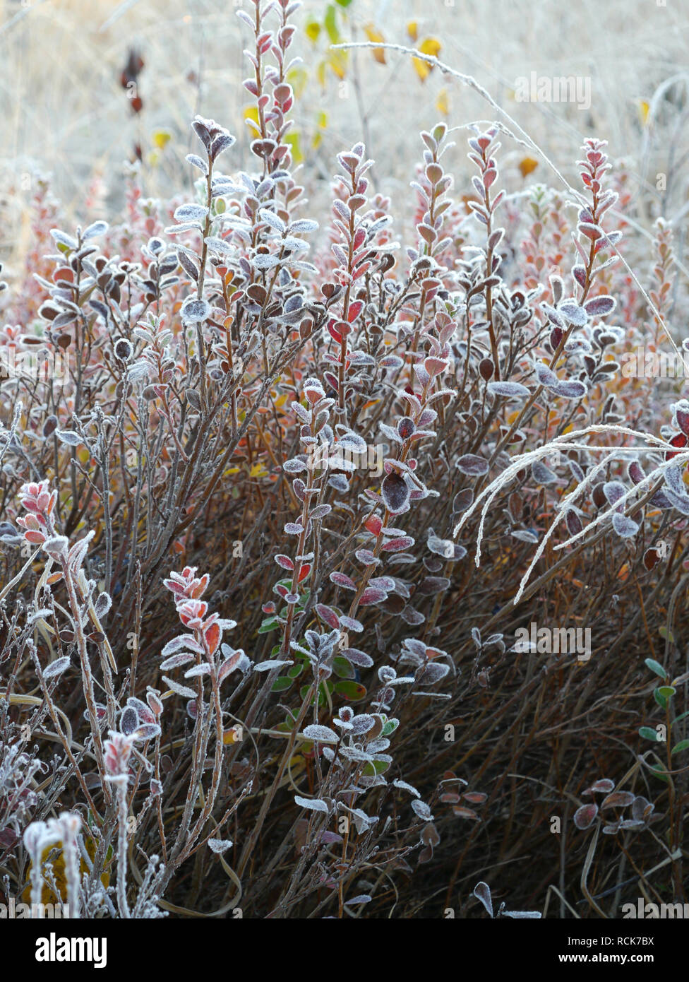 Bog Bilberries High Resolution Stock Photography and Images - Alamy