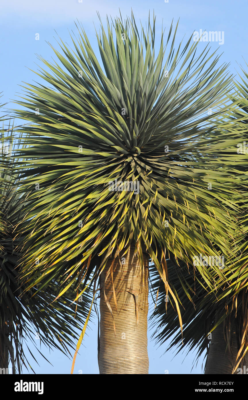 Dracaena draco, the Canary Islands dragon tree or drago, Kanarische ...