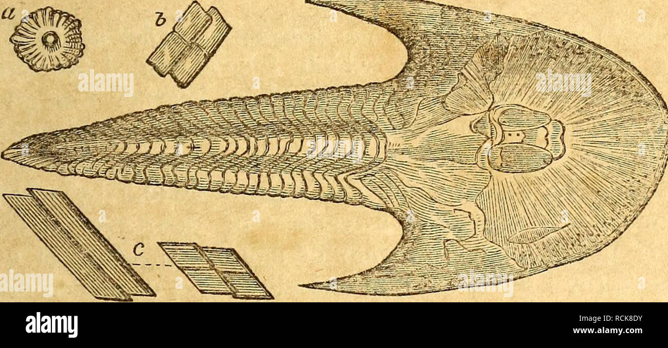 . Elements of geology. Geology. PART II. CHAPTER XXL 263 Old Red ...