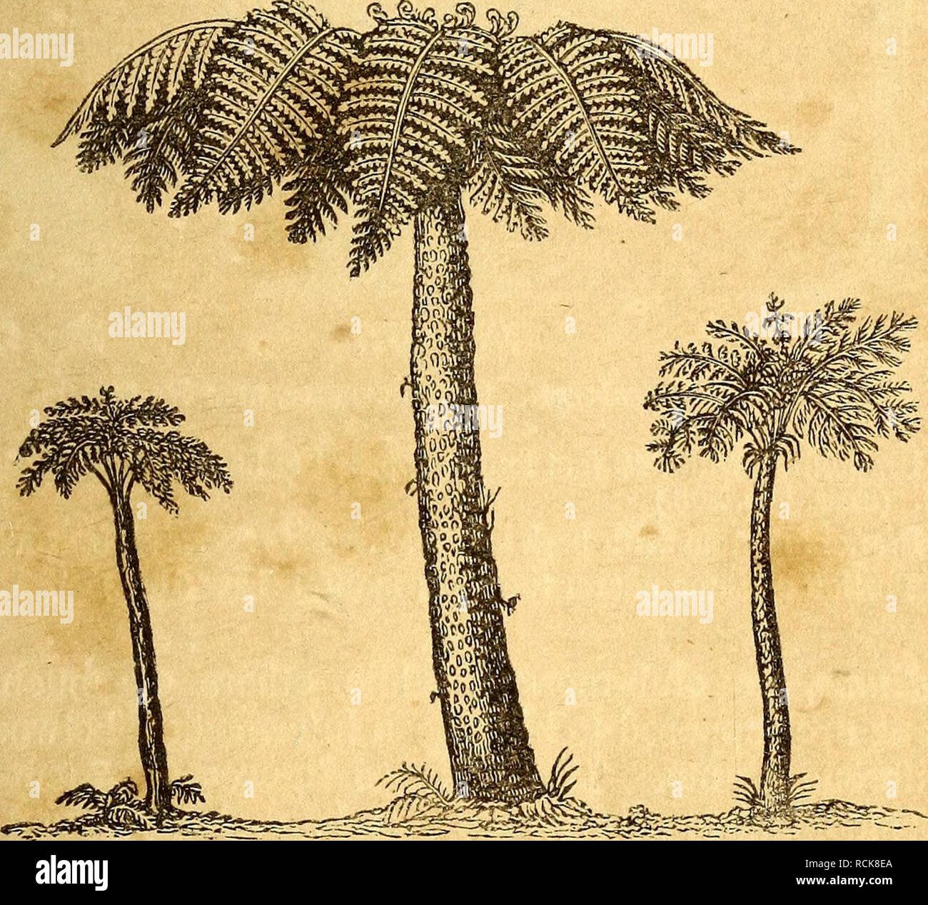 Sigillaria genus hi-res stock photography and images - Alamy