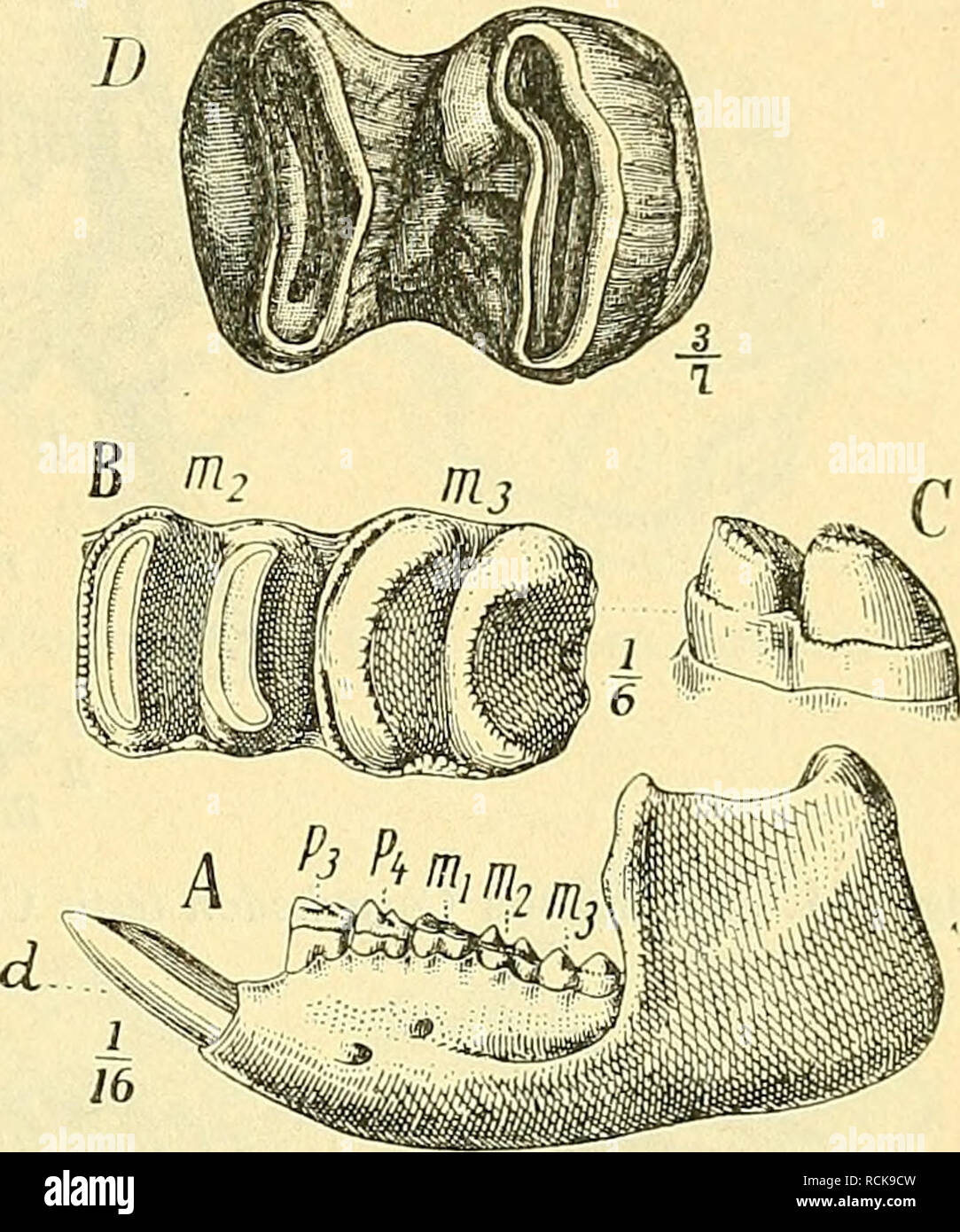 Diprotodon australis hi-res stock photography and images - Alamy