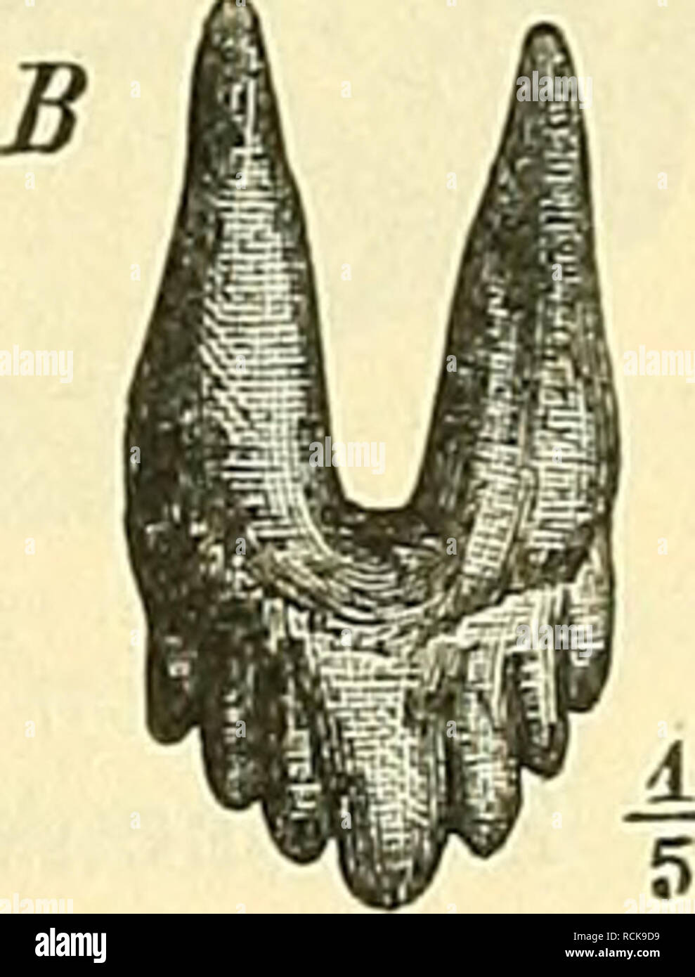 Cetoides hi-res stock photography and images - Alamy