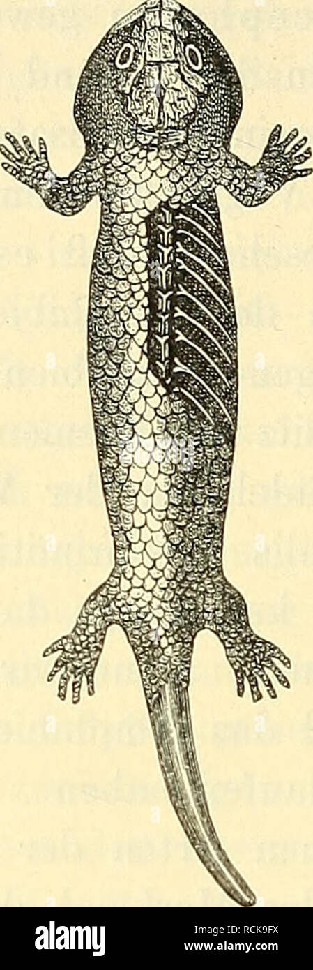 Branchiosaurus amblystomus hi-res stock photography and images - Alamy