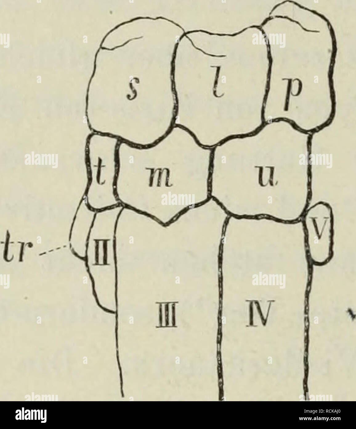 Trapezoideum hi-res stock photography and images - Alamy