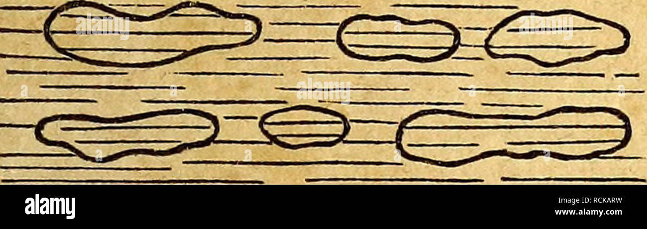 . Elements of geology. Geology. PART 1. CHAPTER IV. 53 Concretionary ...