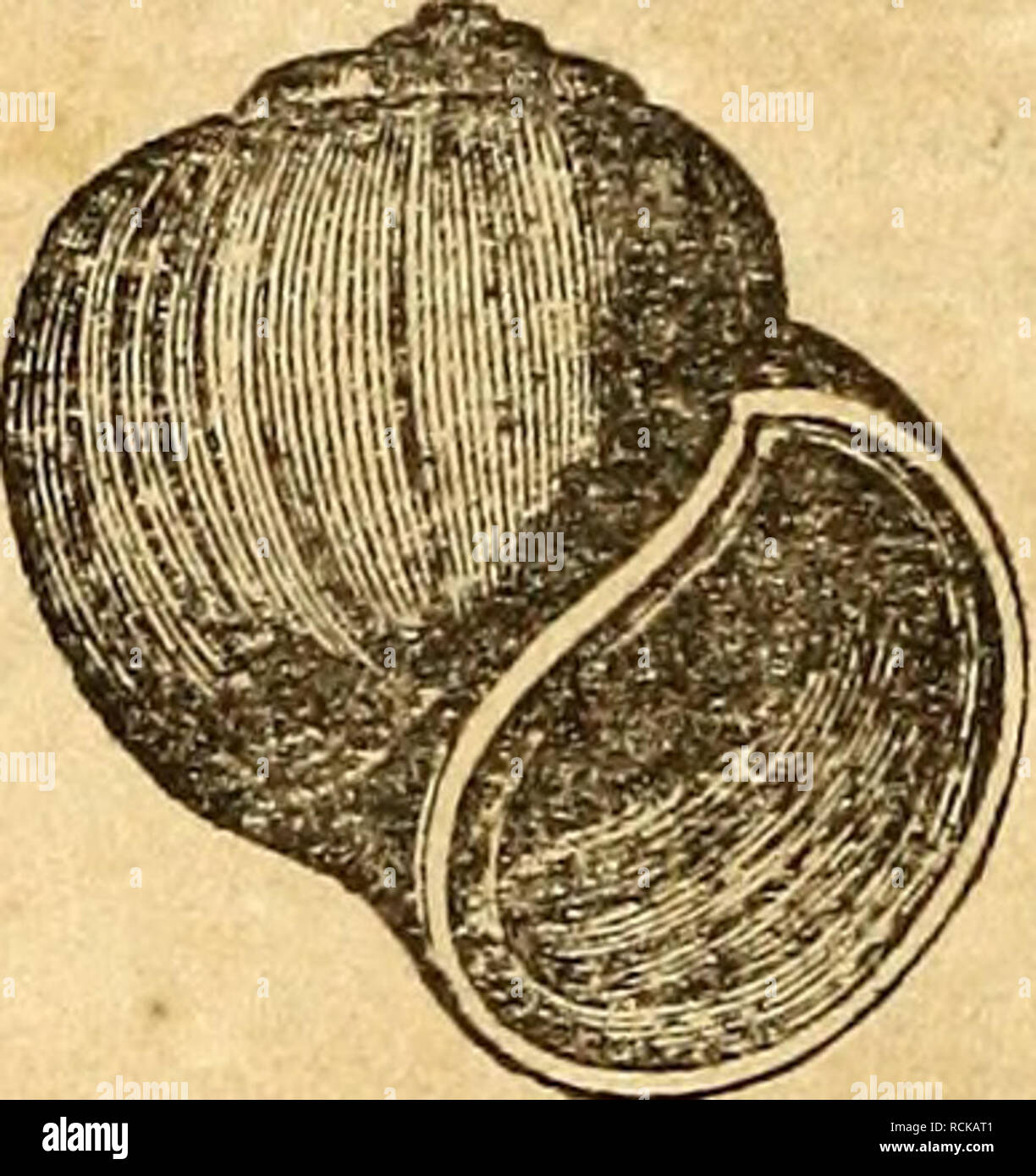 Natica fossil hi-res stock photography and images - Alamy