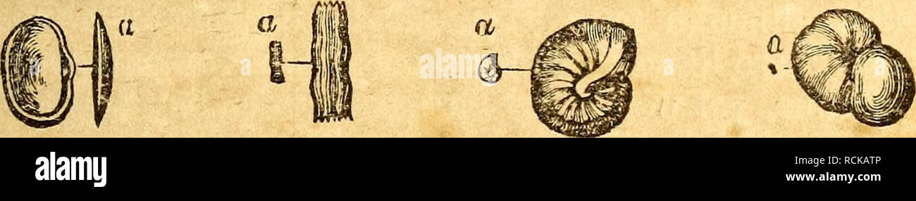 Microscopic fossils hi-res stock photography and images - Alamy