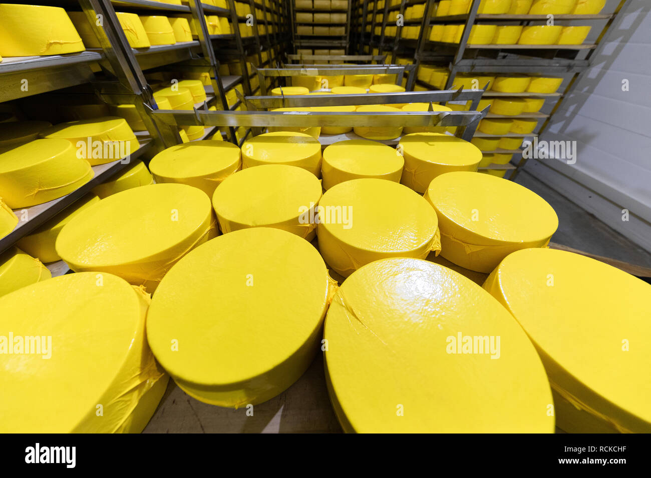 Big heads of fresh yellow cheese isolated on cheese warehouse Stock ...