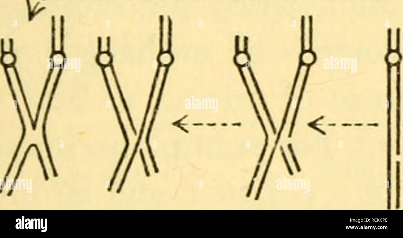 Chromatid break hi-res stock photography and images - Alamy