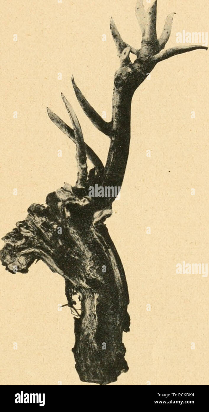 . Die forstinsekten Mitteleuropas. Ein lehr- und handbuch. Trees ...