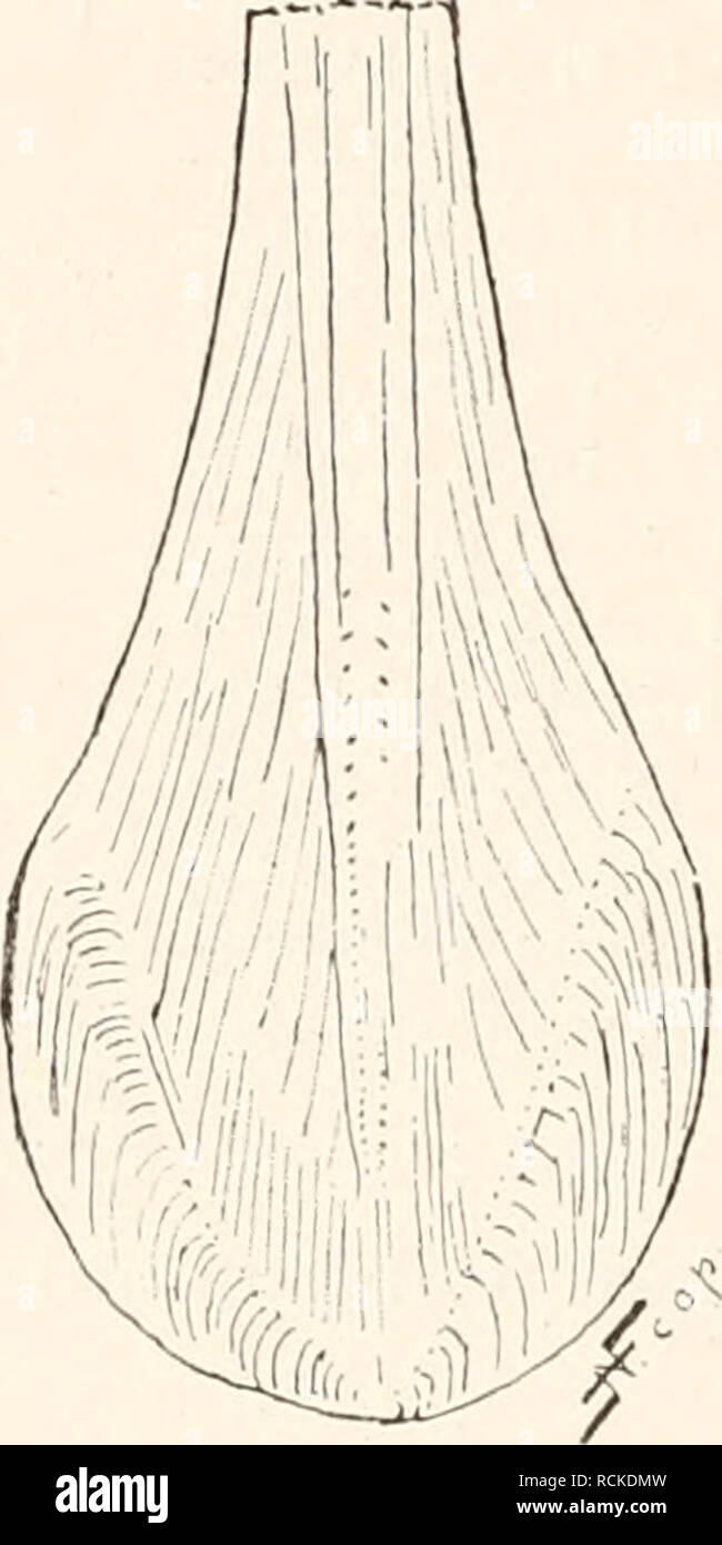 . Die fossilen Tintenfische; eine paläozoologische Monographie ...