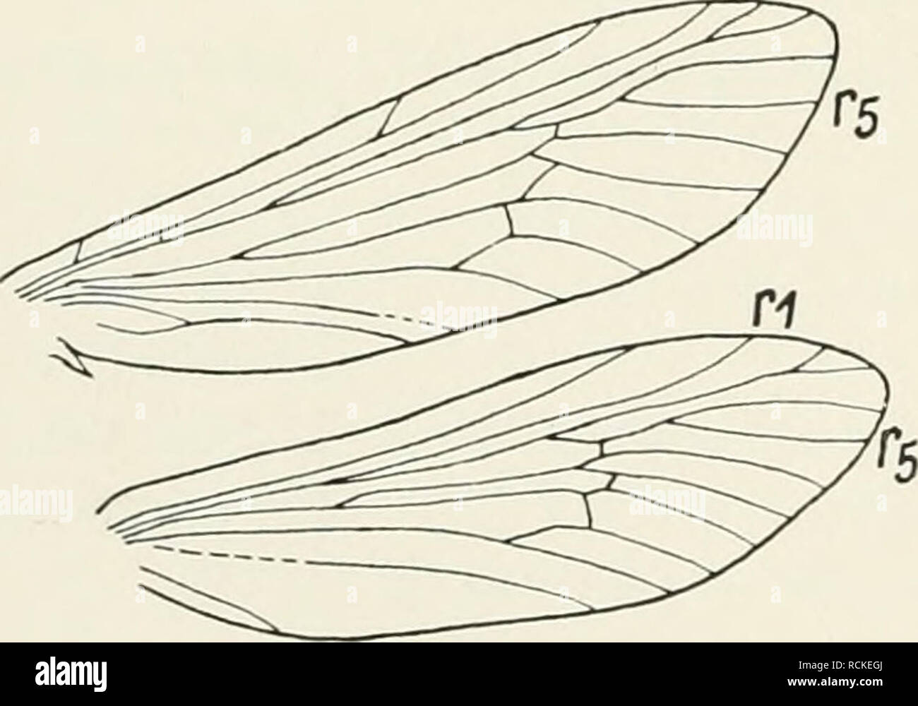 . Die forstinsekten Mitteleuropas. Ein lehr- und handbuch. Trees ...