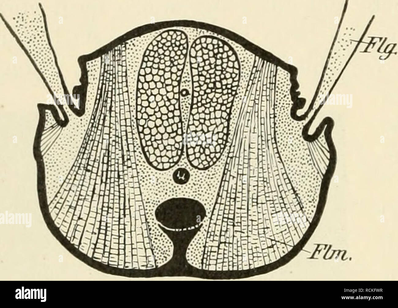 Anatomie der insekten hi-res stock photography and images - Alamy