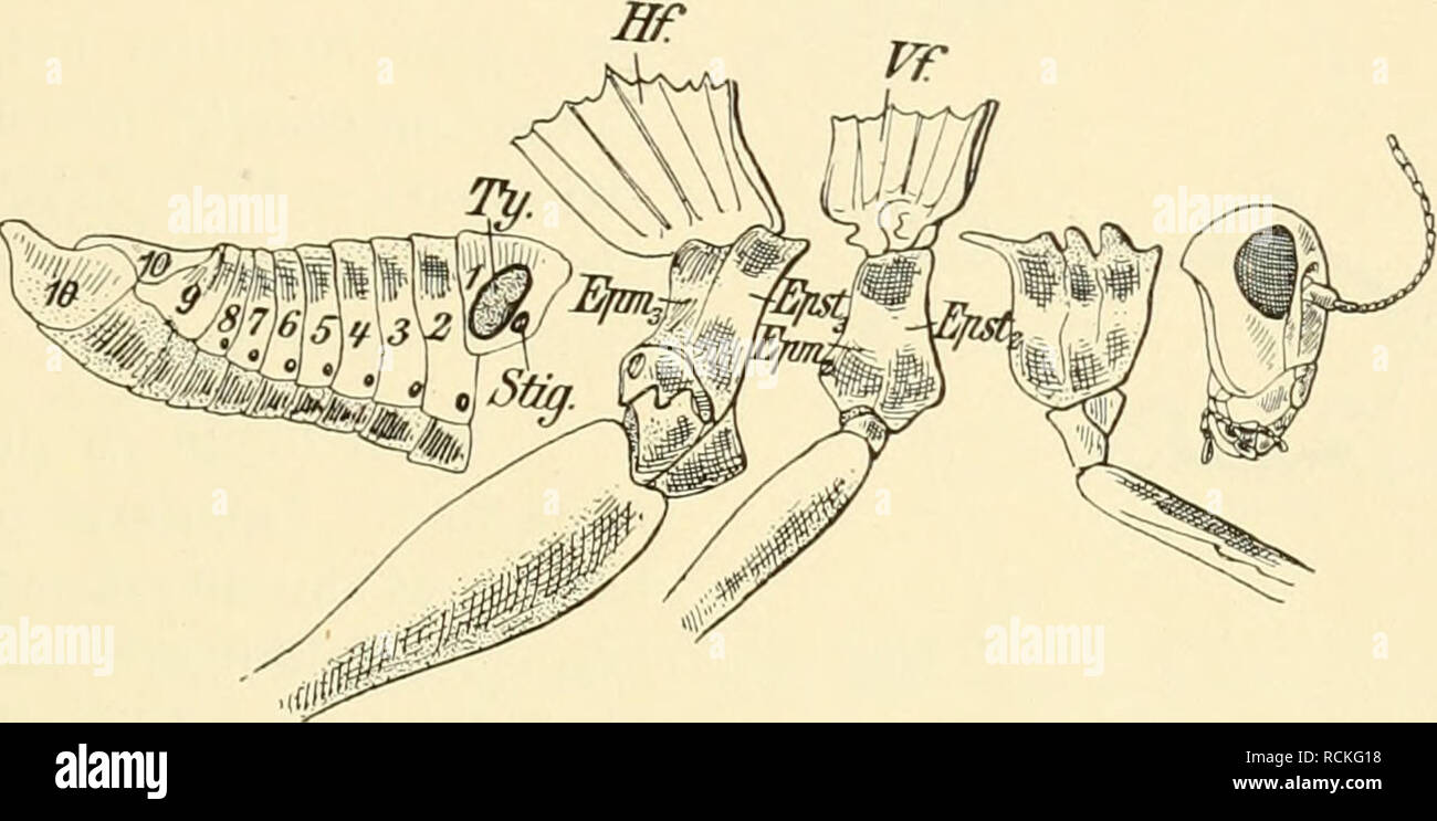 . Die forstinsekten Mitteleuropas. Ein lehr- und handbuch. Trees ...