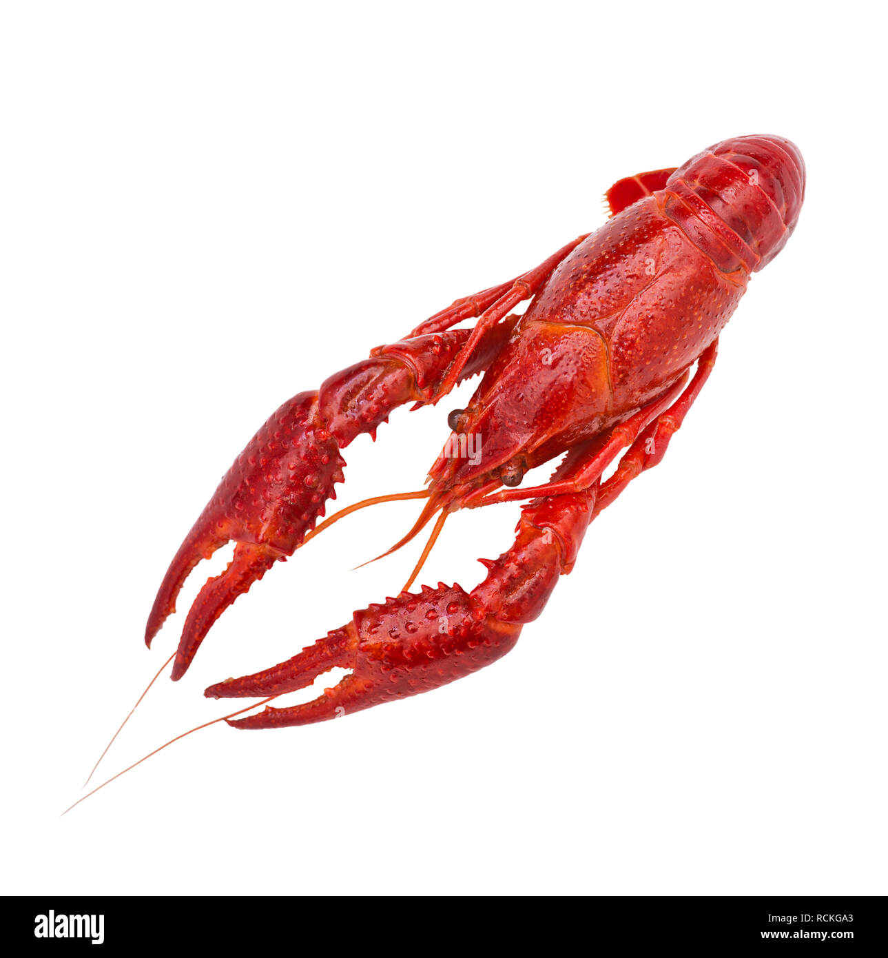 Lobster top view Cut Out Stock Images & Pictures - Alamy
