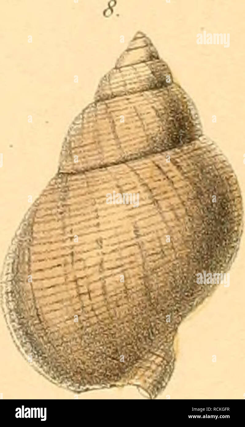 . Die Gattung Buccinum. L.. Buccinum; Gastropoda. KobellM- /3, al v »»l ...