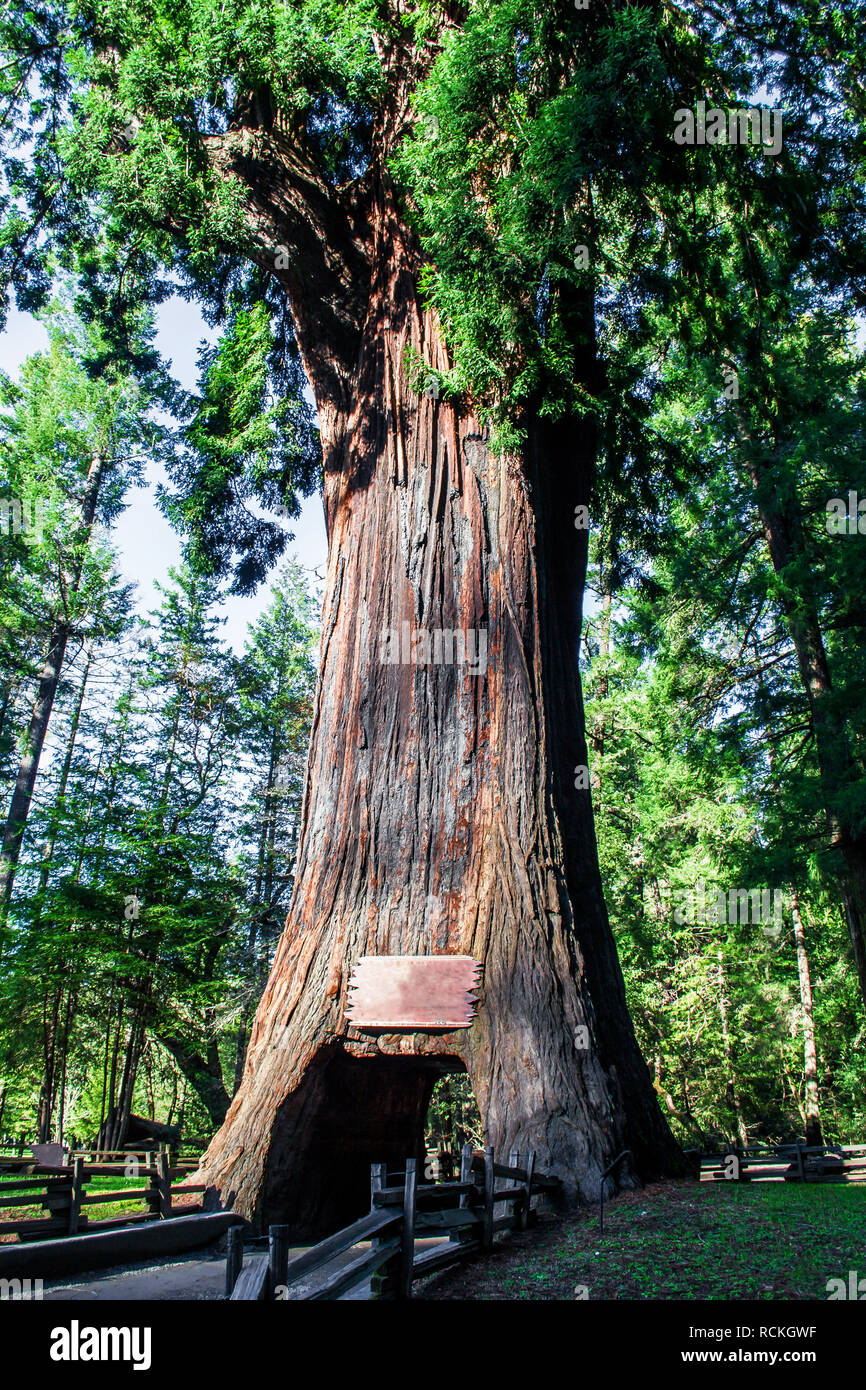 Ancient redwood in the forest. Sunlight through the branches. A view to ...