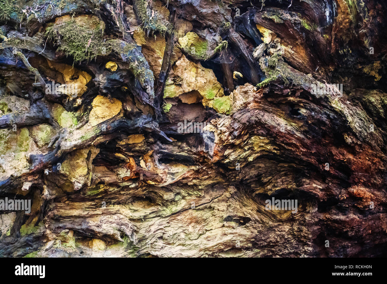 Background wood, broken tree, roots Stock Photo - Alamy