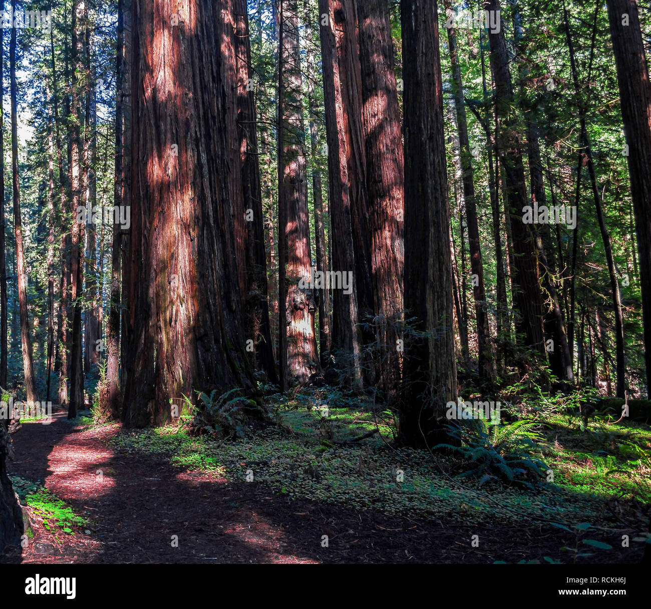 Redwood tree big basin national park hi-res stock photography and ...