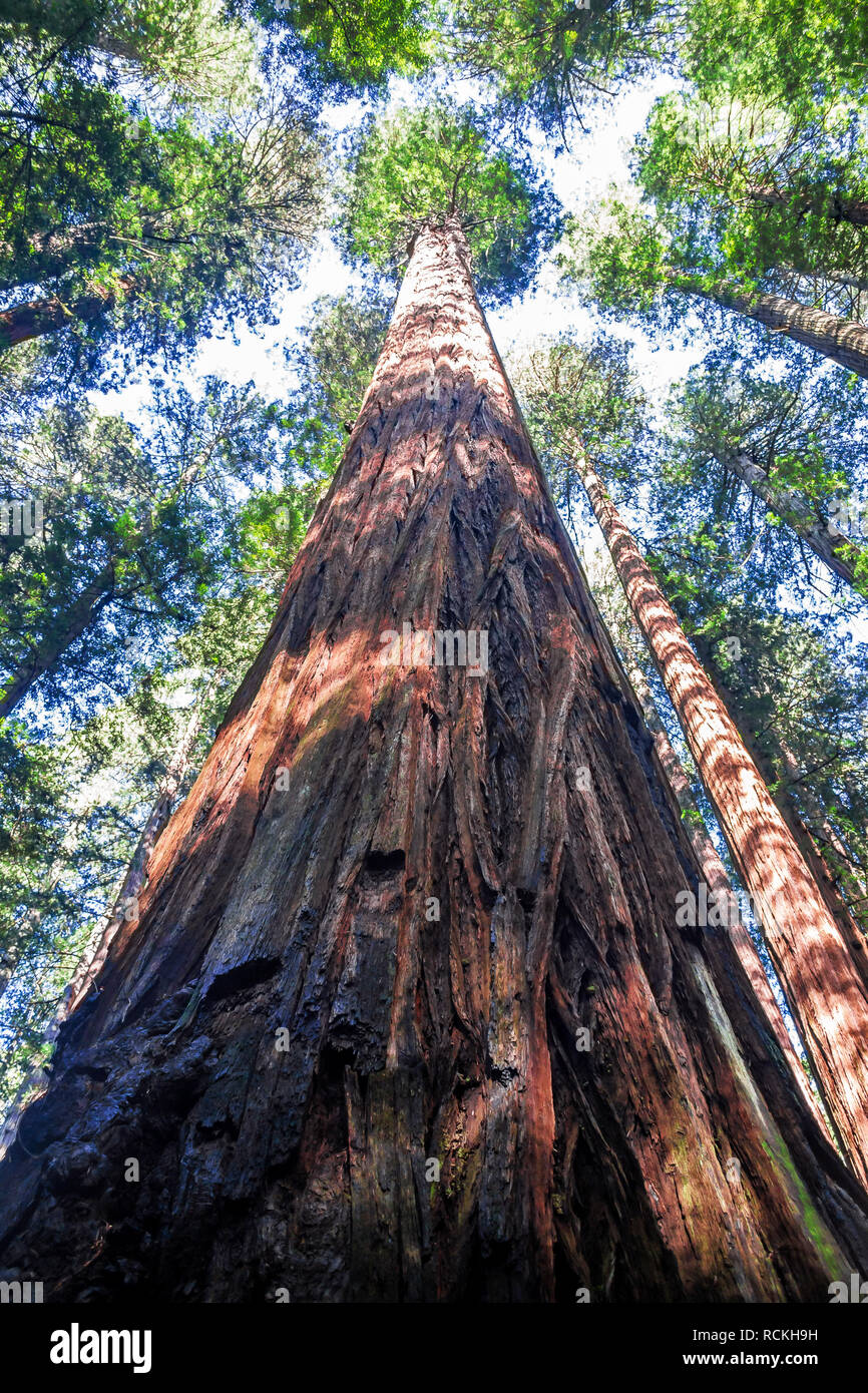 Ancient redwood in the forest. Sunlight through the branches. A view to ...