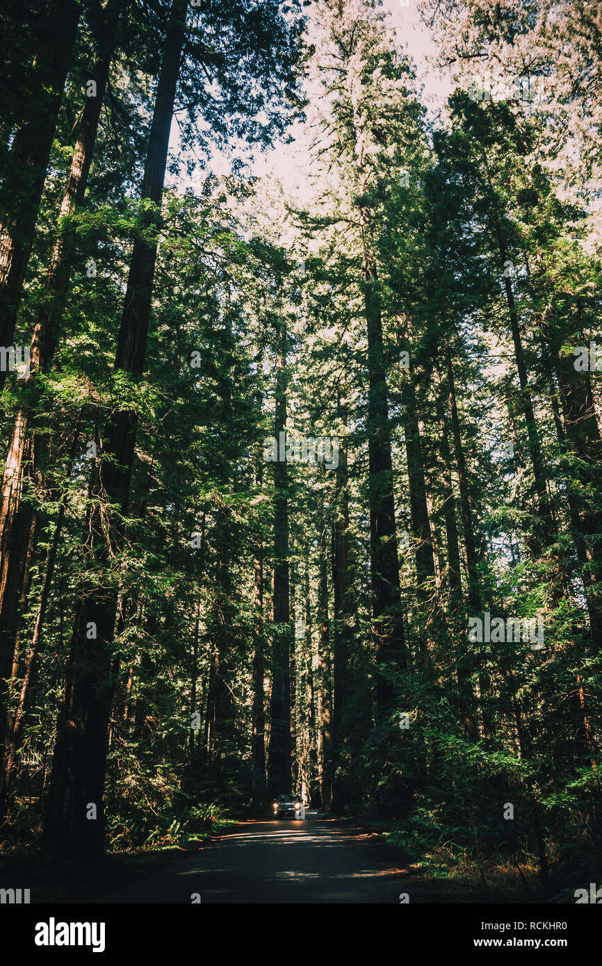 Redwood tree big basin national park hi-res stock photography and ...