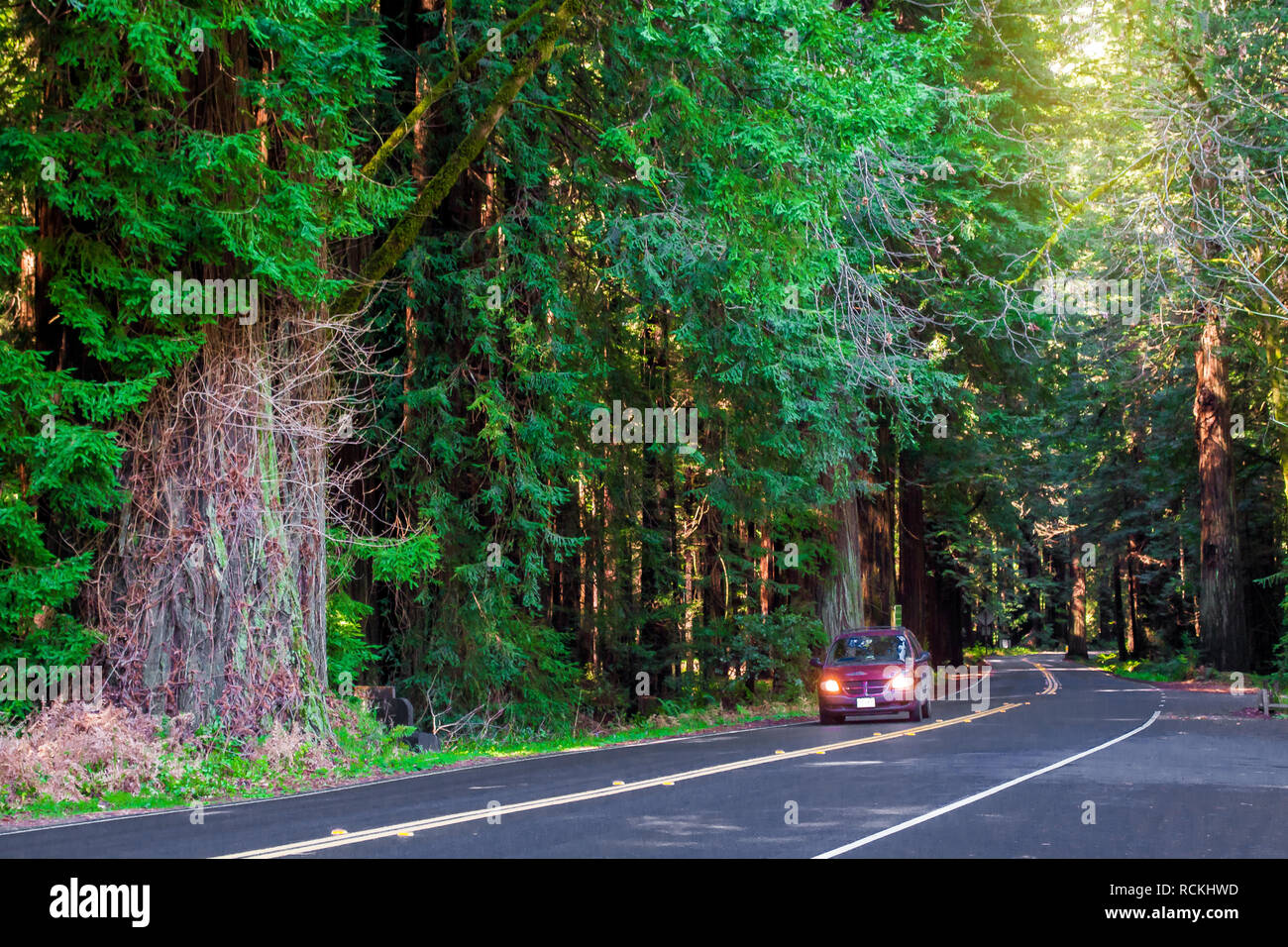 Giant redwood car hi-res stock photography and images - Alamy
