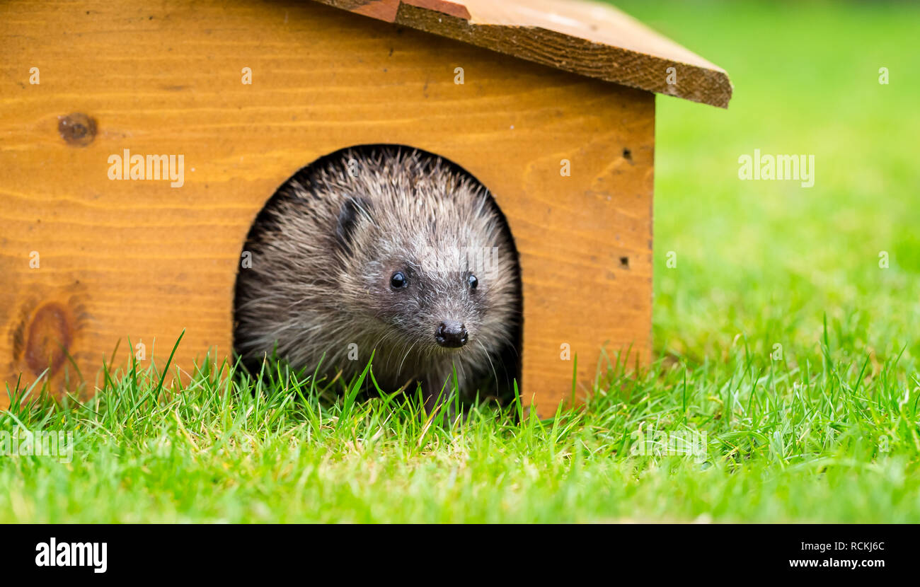 Wild, native hedgehog foraging in hedgehog friendly garden. Taken ...