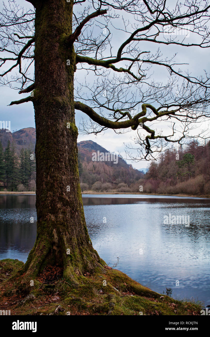 A portrait of Yew Tree Tarn in autumn Stock Photo - Alamy