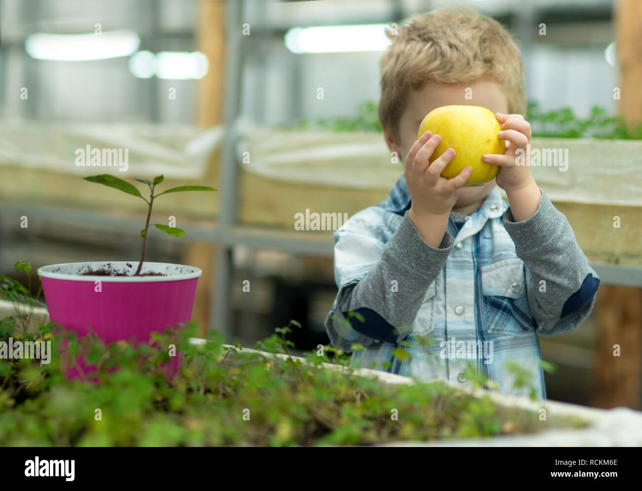 organic food. child growing organic food in greenhouse. small boy eat ...