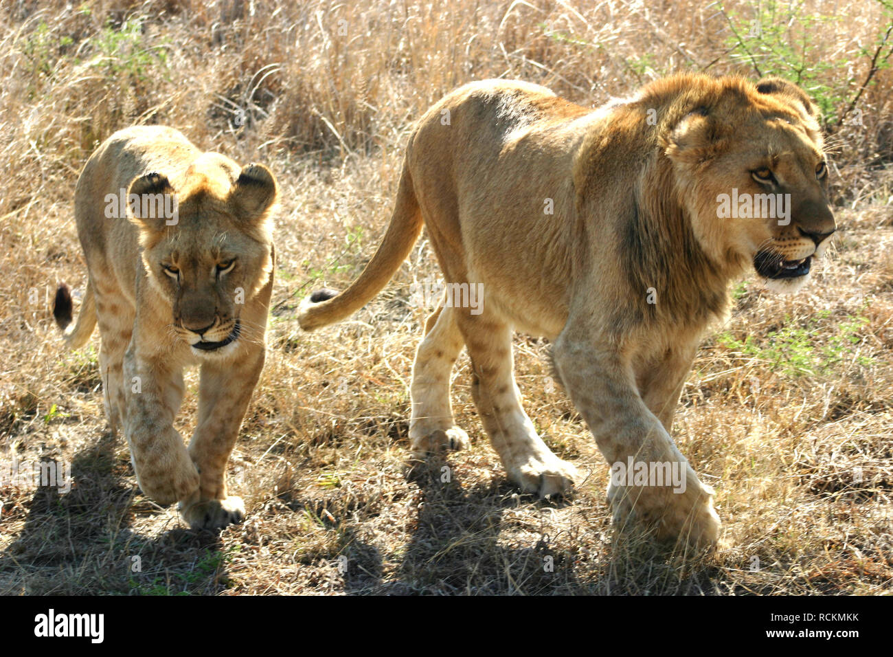 Angry mountain lion hi-res stock photography and images - Alamy